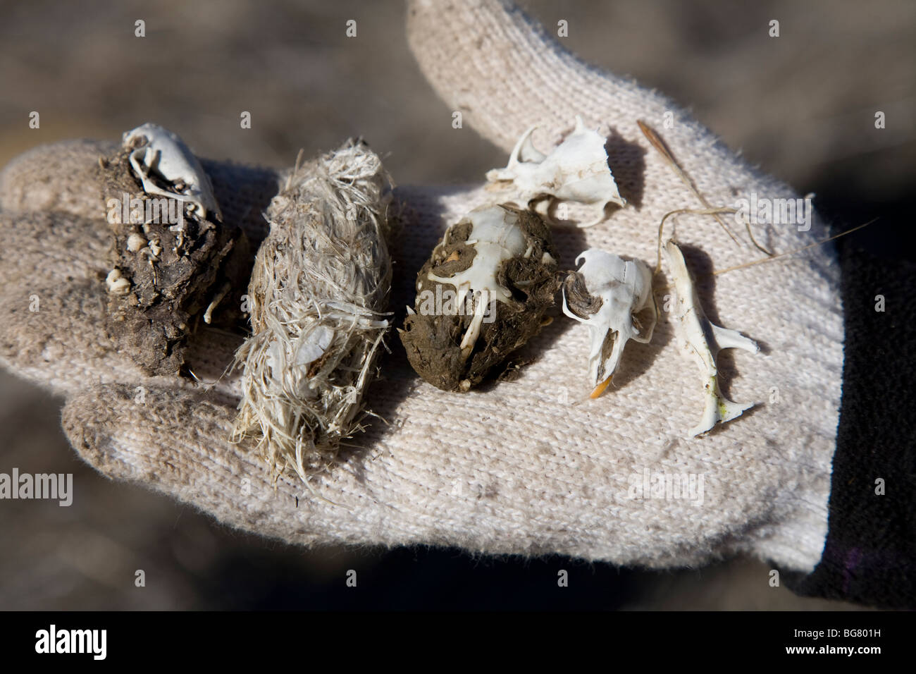 Owl scat hi-res stock photography and images - Alamy