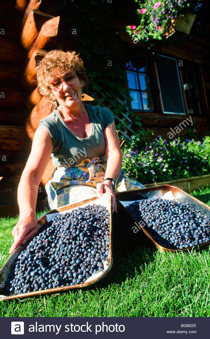 Berry Picking Alaska High Resolution Stock Photography and Images - Alamy
