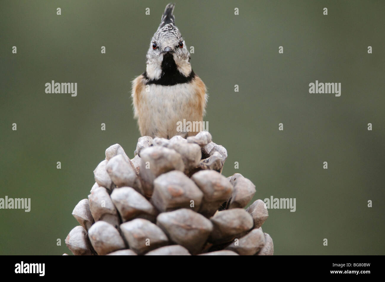 Crested tit (Parus cristatus, also known as Lophophanes cristatus) in a ...