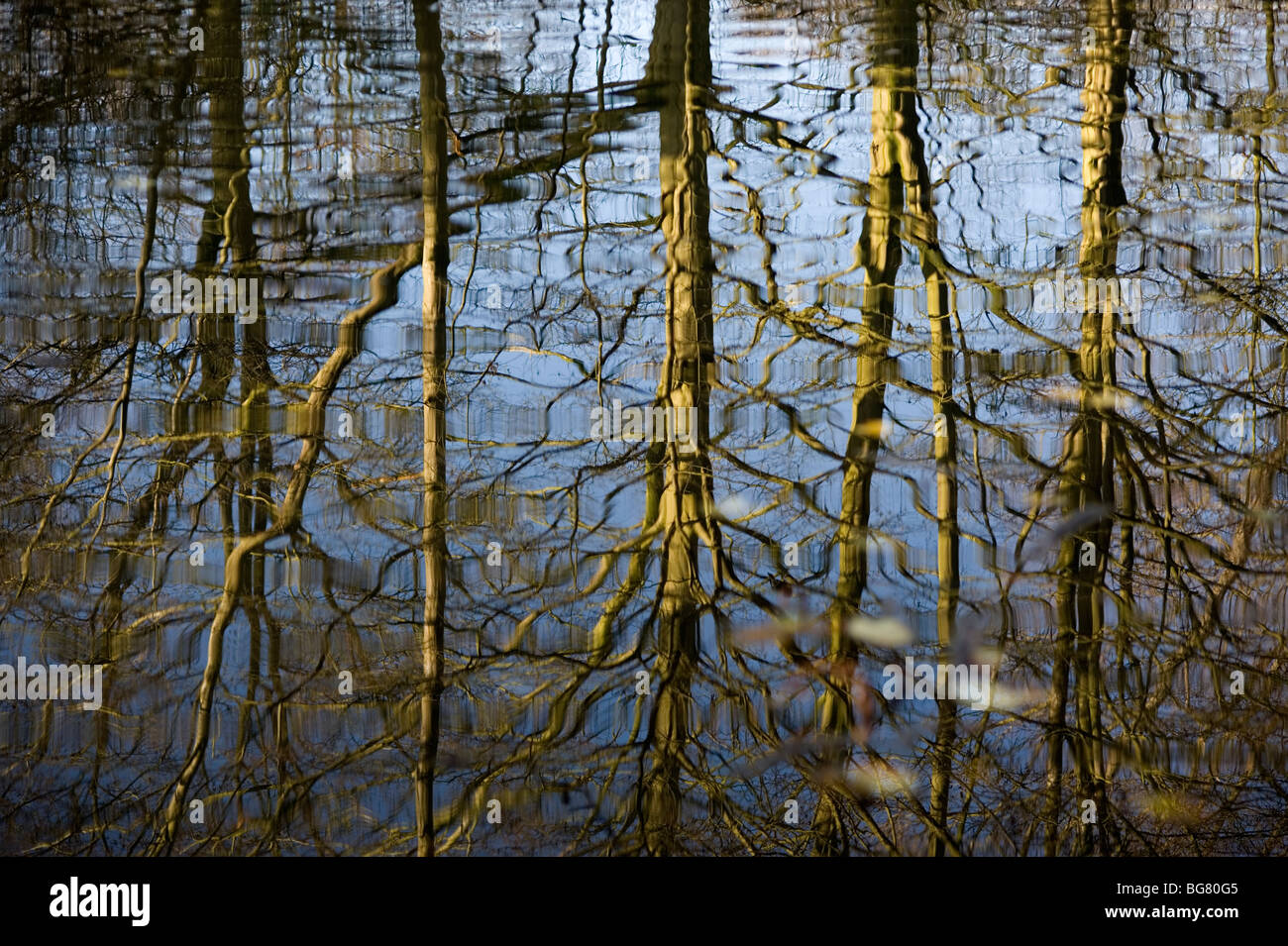 Autumn Trees Reflection in water at Clare Country Park, Suffolk,Britain ...