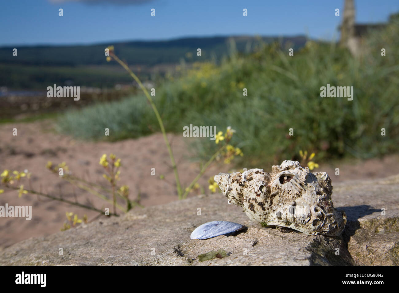 The isle of arran beach hi-res stock photography and images - Alamy