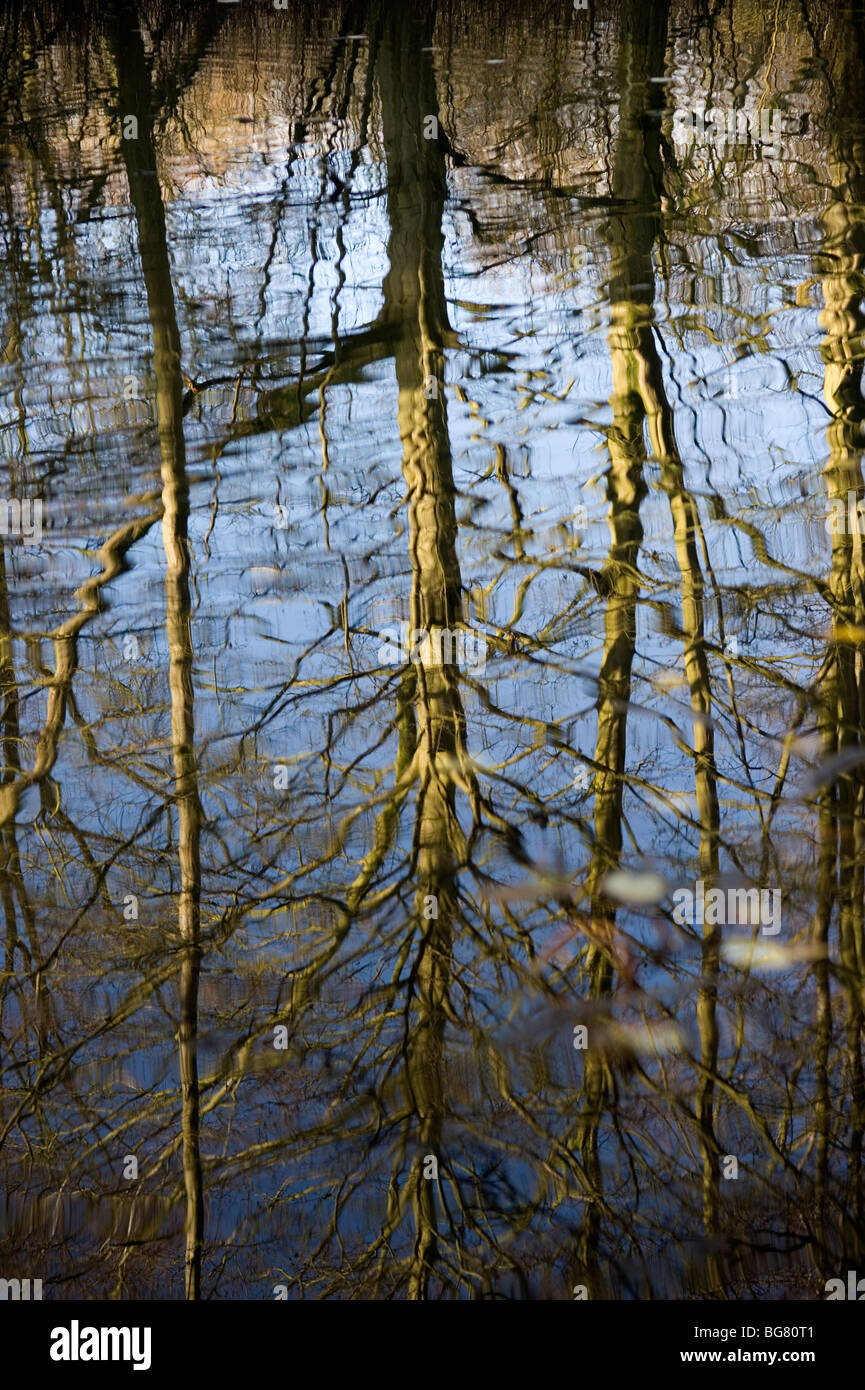Autumn Trees Reflection in water at Clare Country Park, Suffolk,Britain ...