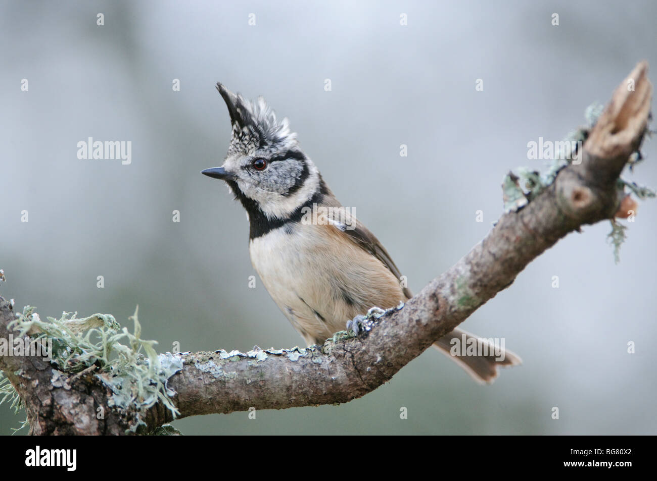 Crested tit (Parus cristatus, also known as Lophophanes cristatus) in a ...
