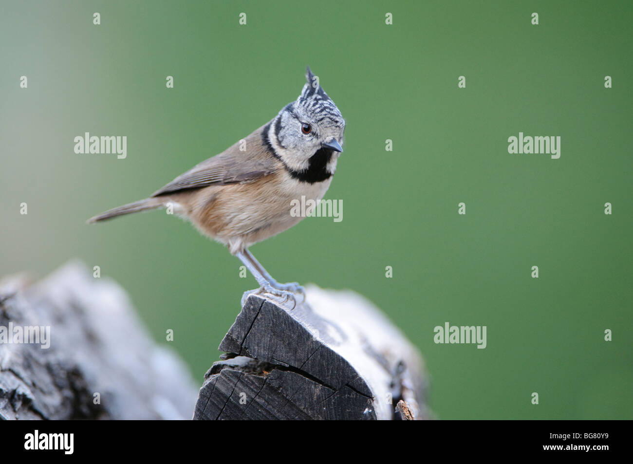 Crested tit (Parus cristatus, also known as Lophophanes cristatus) in a ...