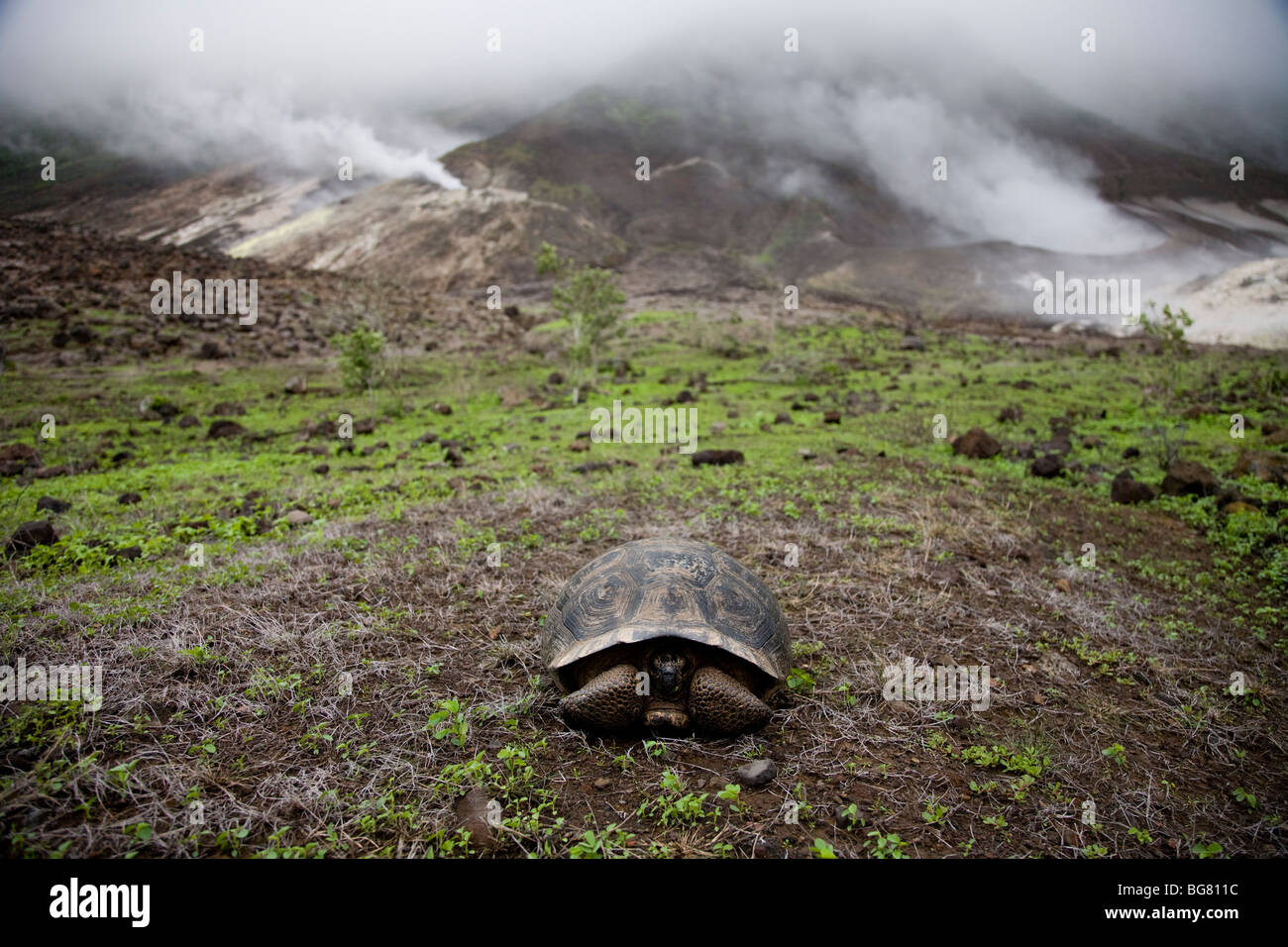 A young, giant tortoise sits on the floor of Alcedo Volcano in the ...