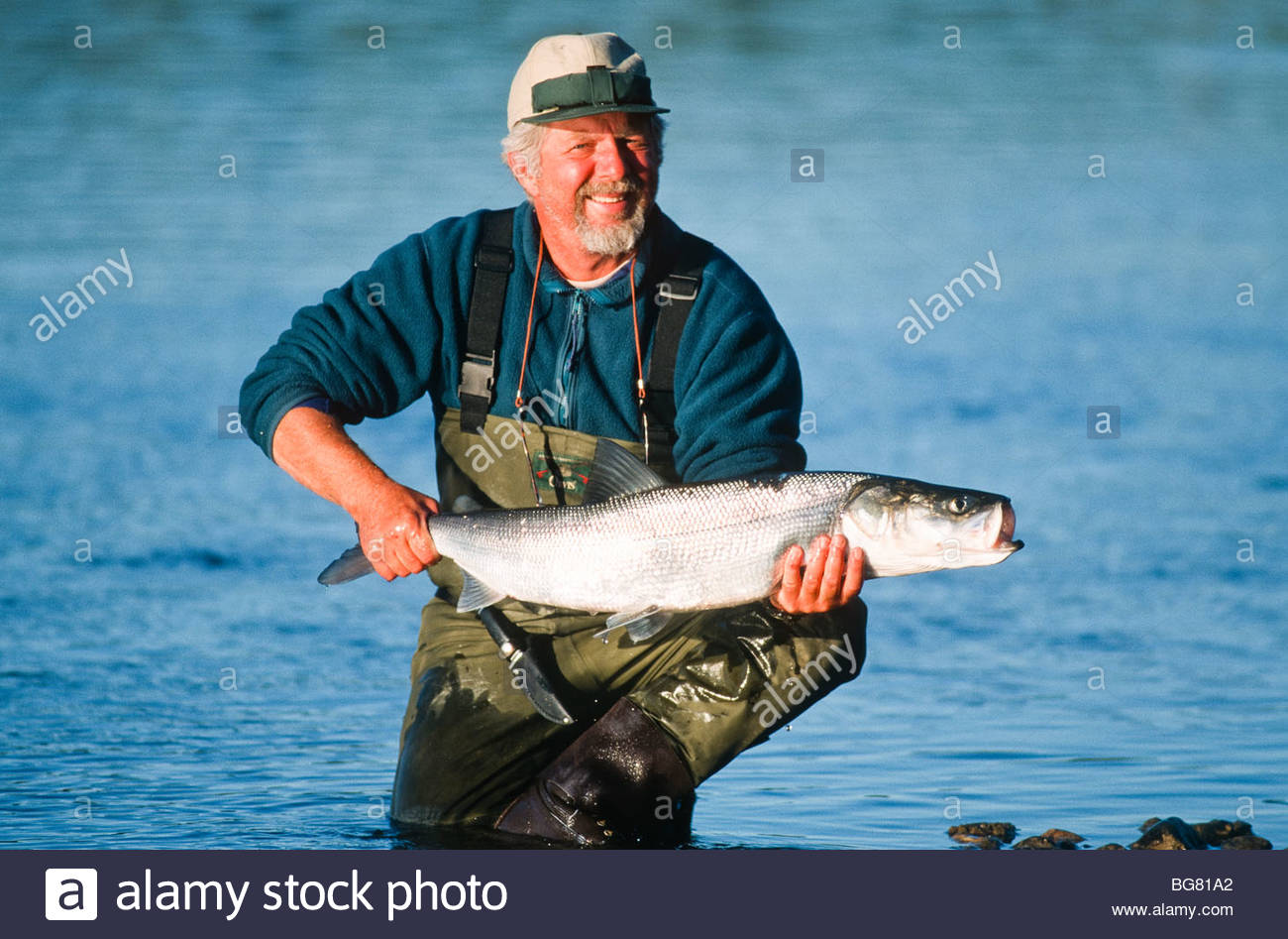 Sheefish Stock Photos & Sheefish Stock Images - Alamy