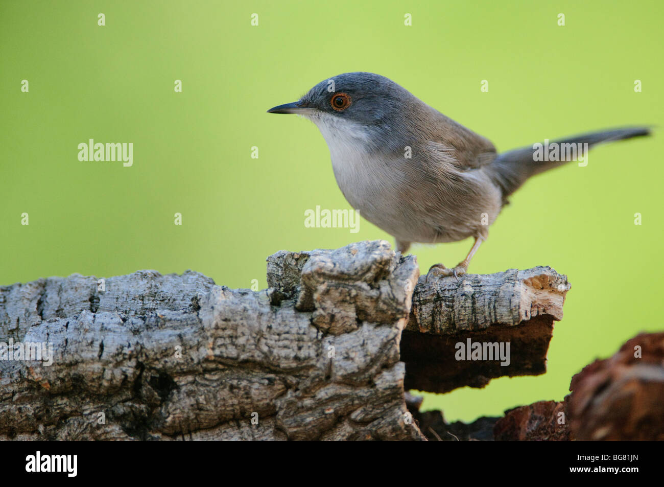 Curruca melanocephala hi-res stock photography and images - Alamy