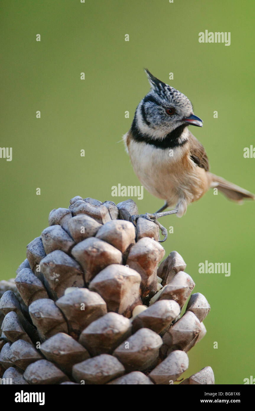 Crested tit (Parus cristatus, also known as Lophophanes cristatus) in a ...
