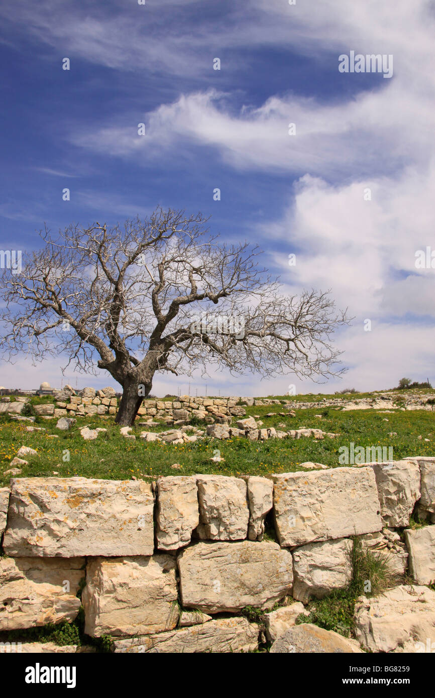 Israel, Upper Galilee, Walnut tree (juglans regia ) at Hurvat Beck on ...