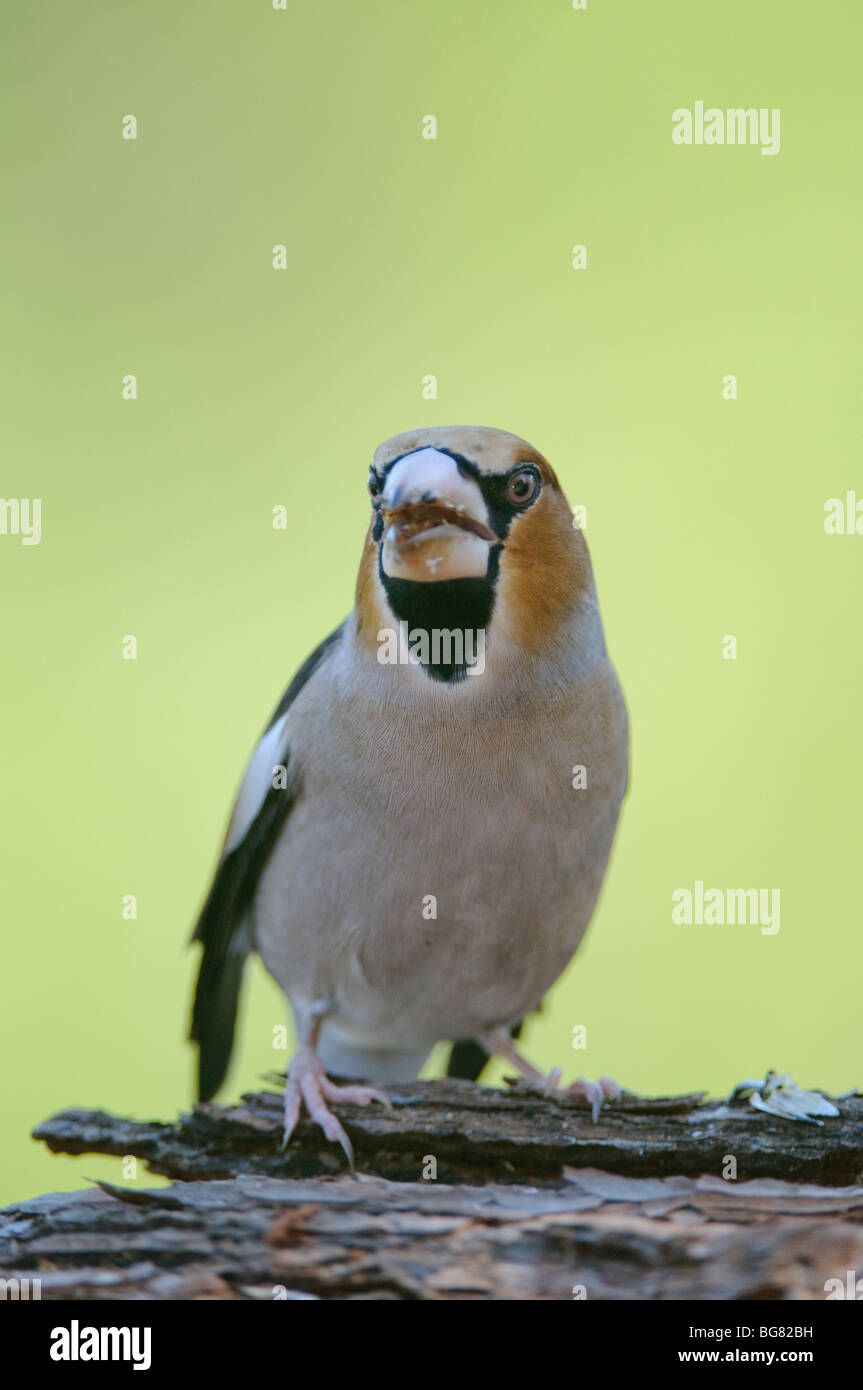 Hawfinch hi-res stock photography and images - Alamy