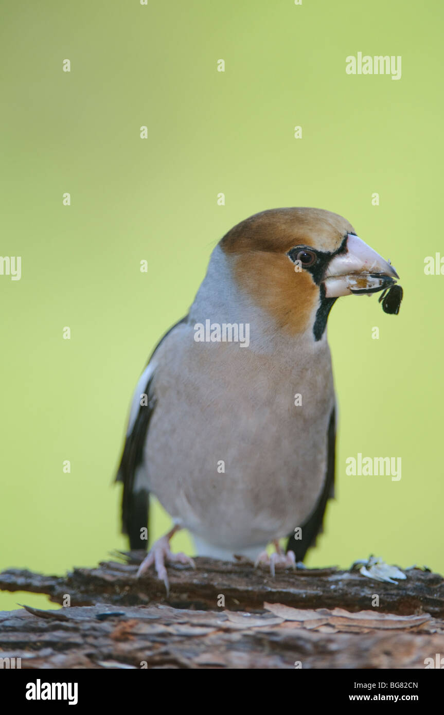 Hawfinch hi-res stock photography and images - Alamy