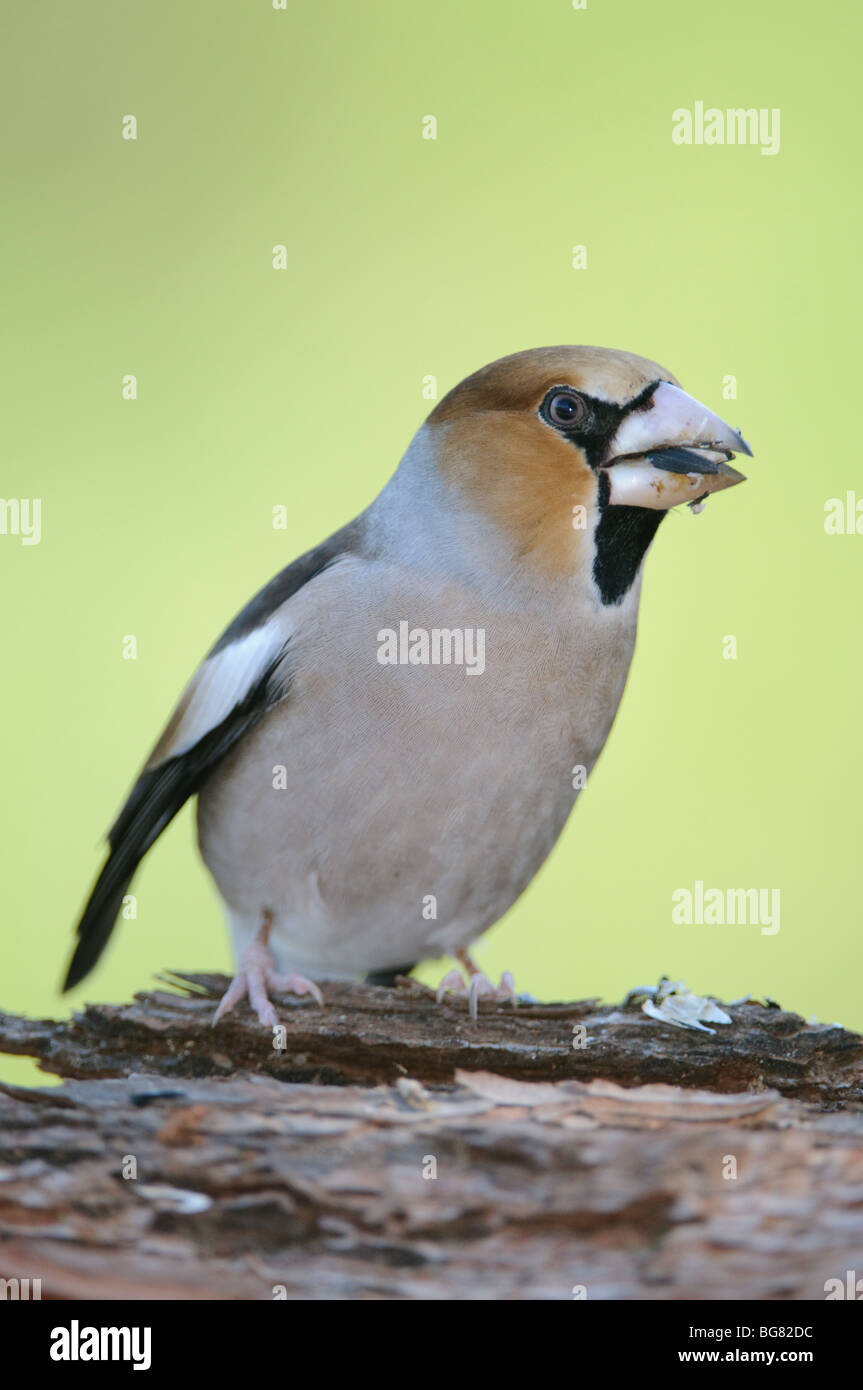 Hawfinch hi-res stock photography and images - Alamy