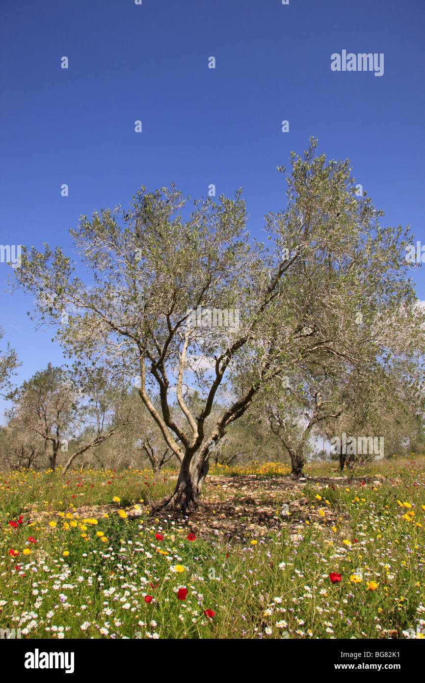 Israel, Lower Galilee, Olive trees by Zippori forests Scenic road Stock ...