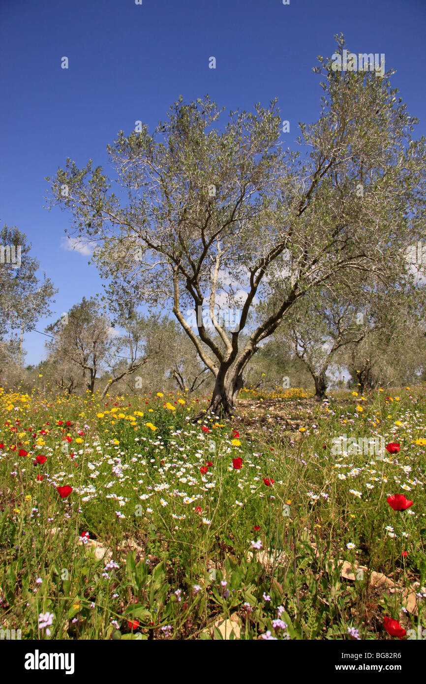 Israel, Lower Galilee, Olive trees by Zippori forests Scenic road Stock ...