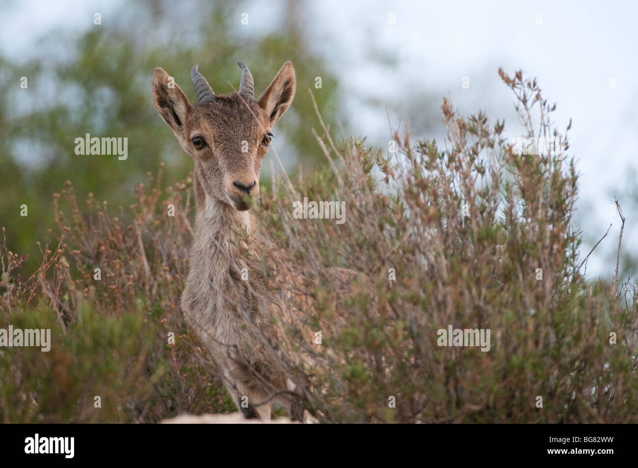Bucardo High Resolution Stock Photography and Images - Alamy