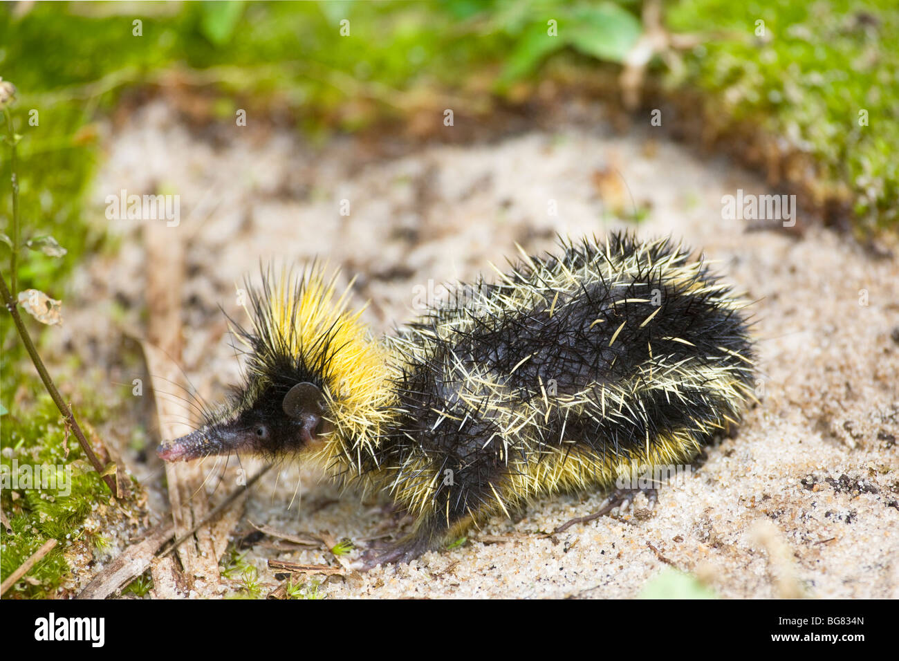Tenrec hi-res stock photography and images - Alamy