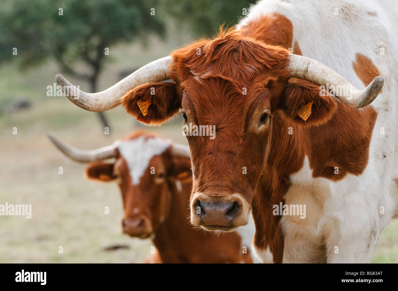Cows at rest, Spain Stock Photo - Alamy