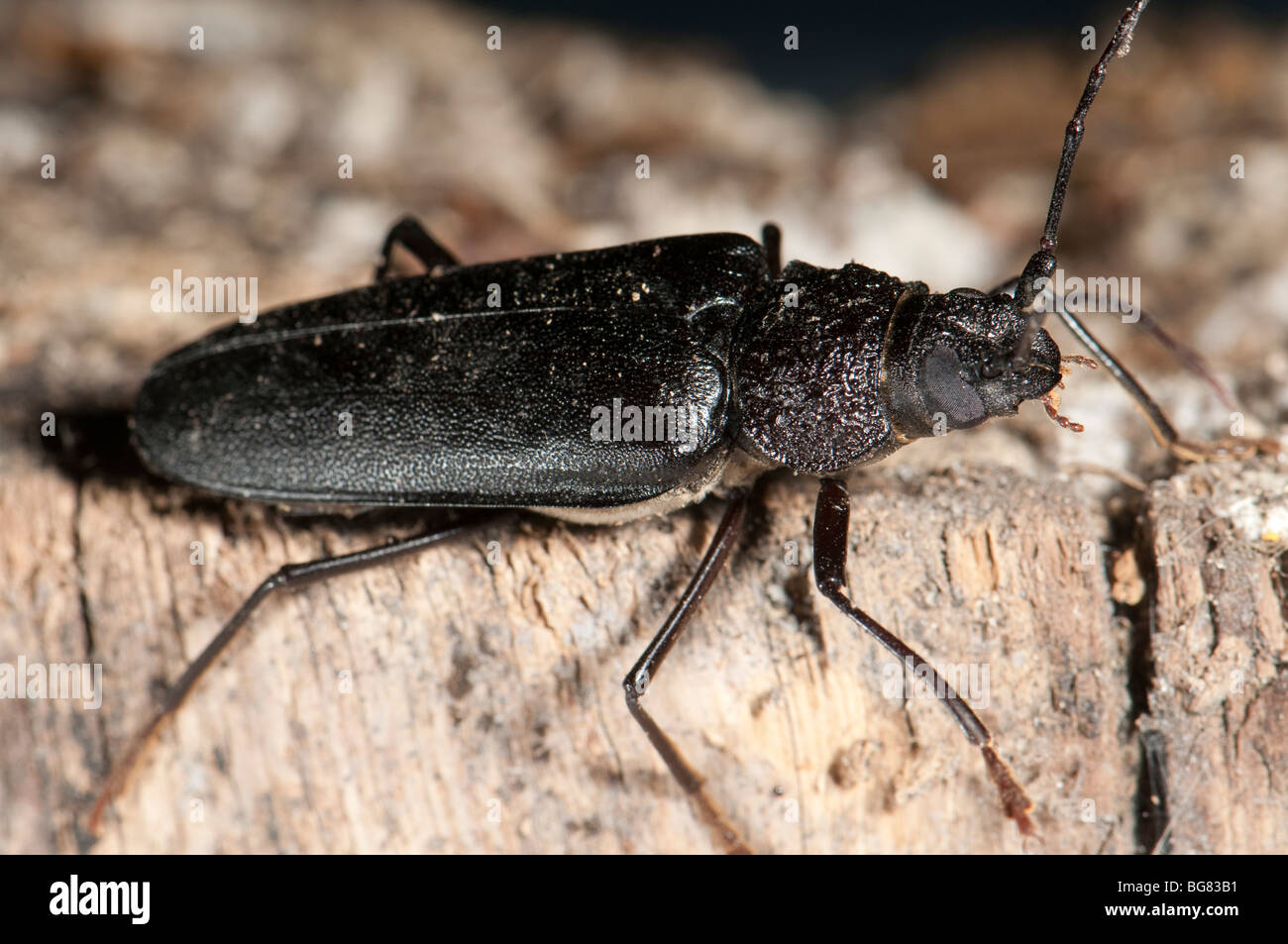 Longhorn beetle from pine trunks Ergates faber, Spain Stock Photo - Alamy
