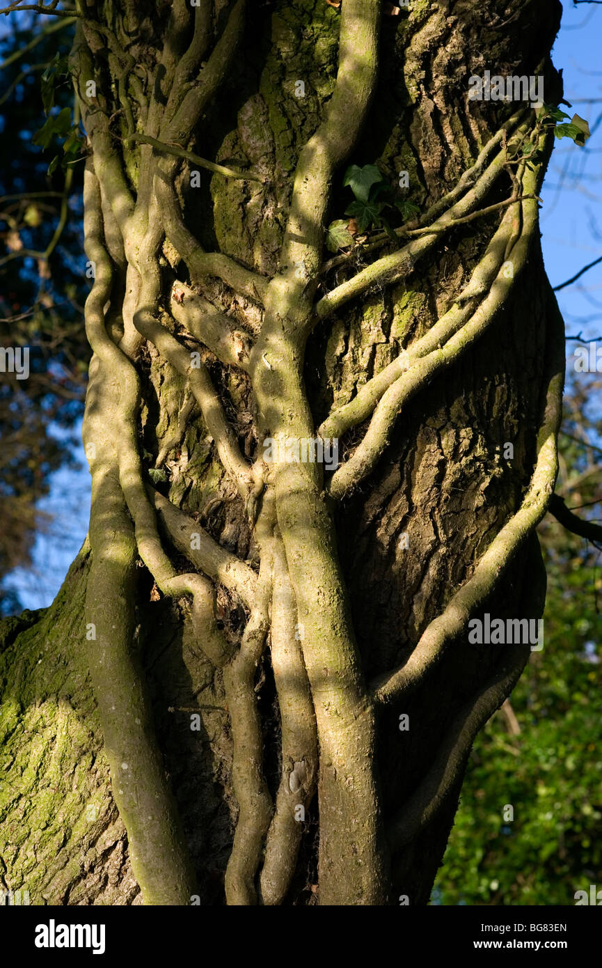 Autumn Trees at Clare Country Park, Suffolk,Britain Stock Photo - Alamy