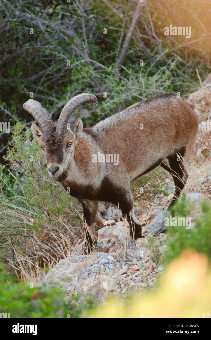 Spanish Ibex (Capra pyrenaica) in the maritime cliffs of Maro-Cerro ...