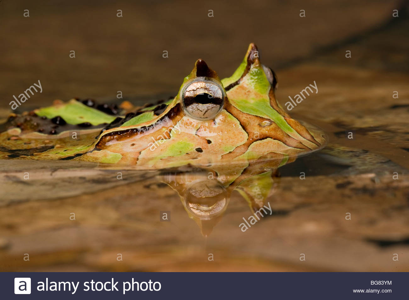Ceratophrys High Resolution Stock Photography and Images - Alamy