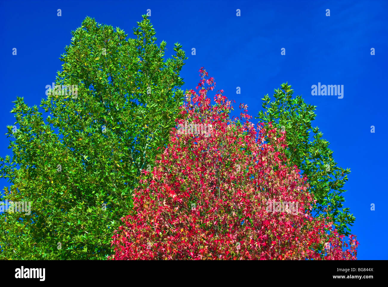 picturesque autumn trees Stock Photo - Alamy