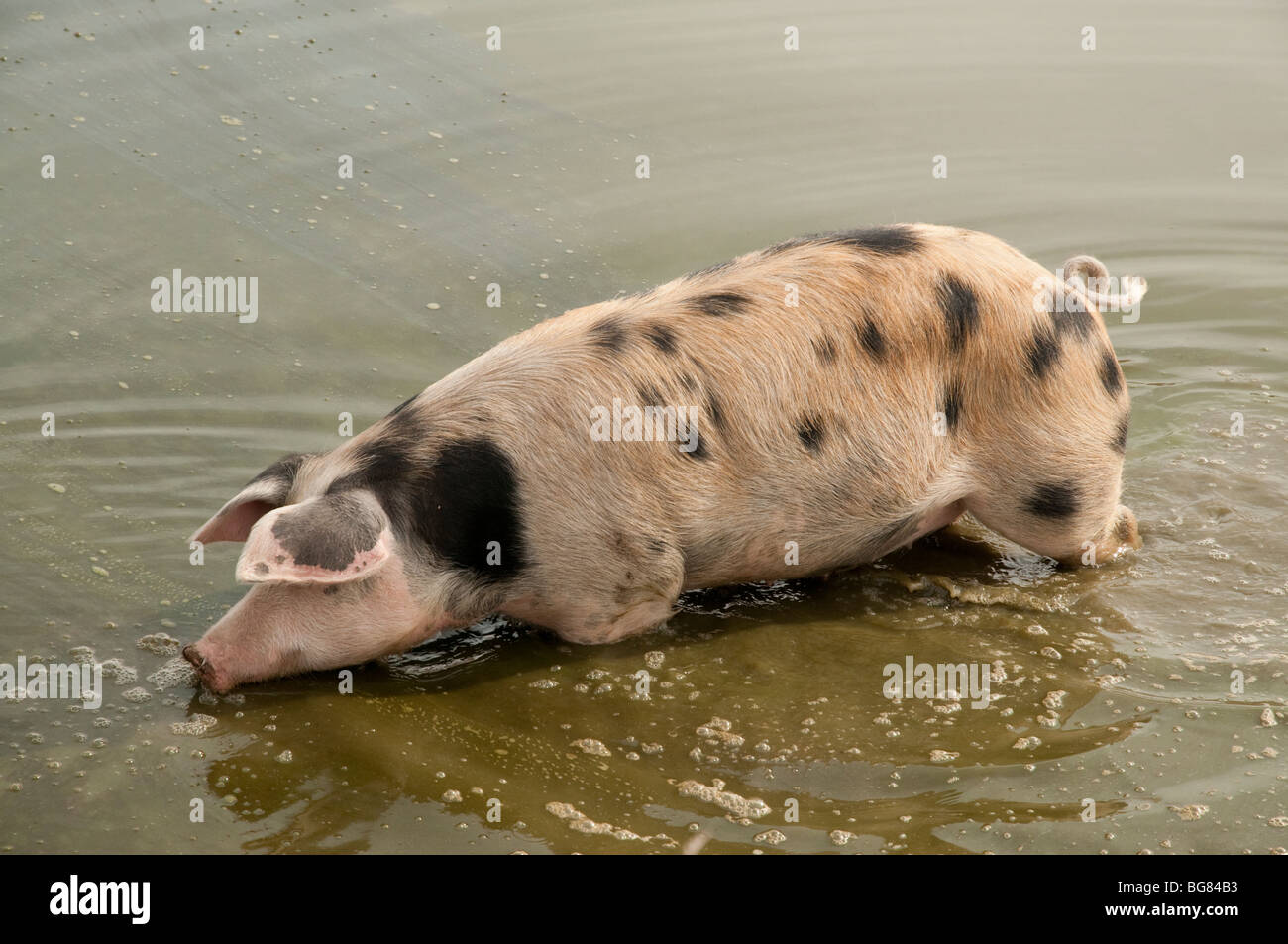 Iberian pigs in Jaén province, Spain Stock Photo - Alamy