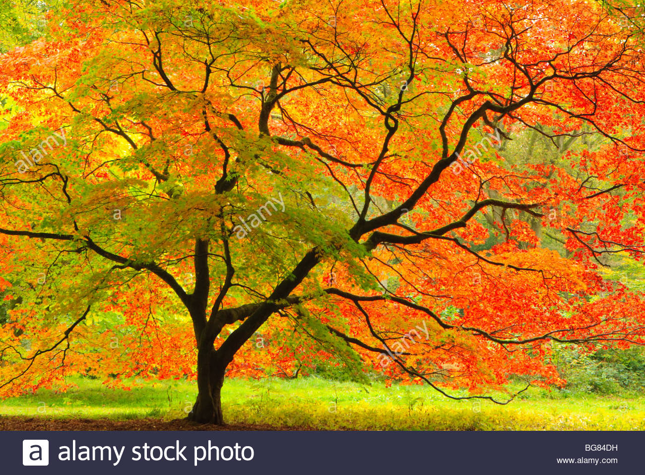 Japanese Maple Tree Stock Photos & Japanese Maple Tree Stock Images - Alamy