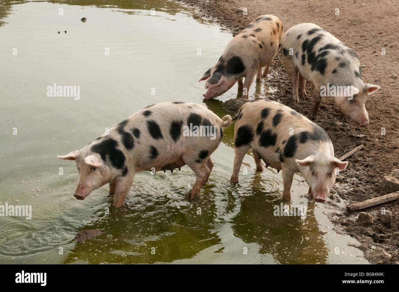 Iberian pigs in Jaén province, Spain Stock Photo - Alamy