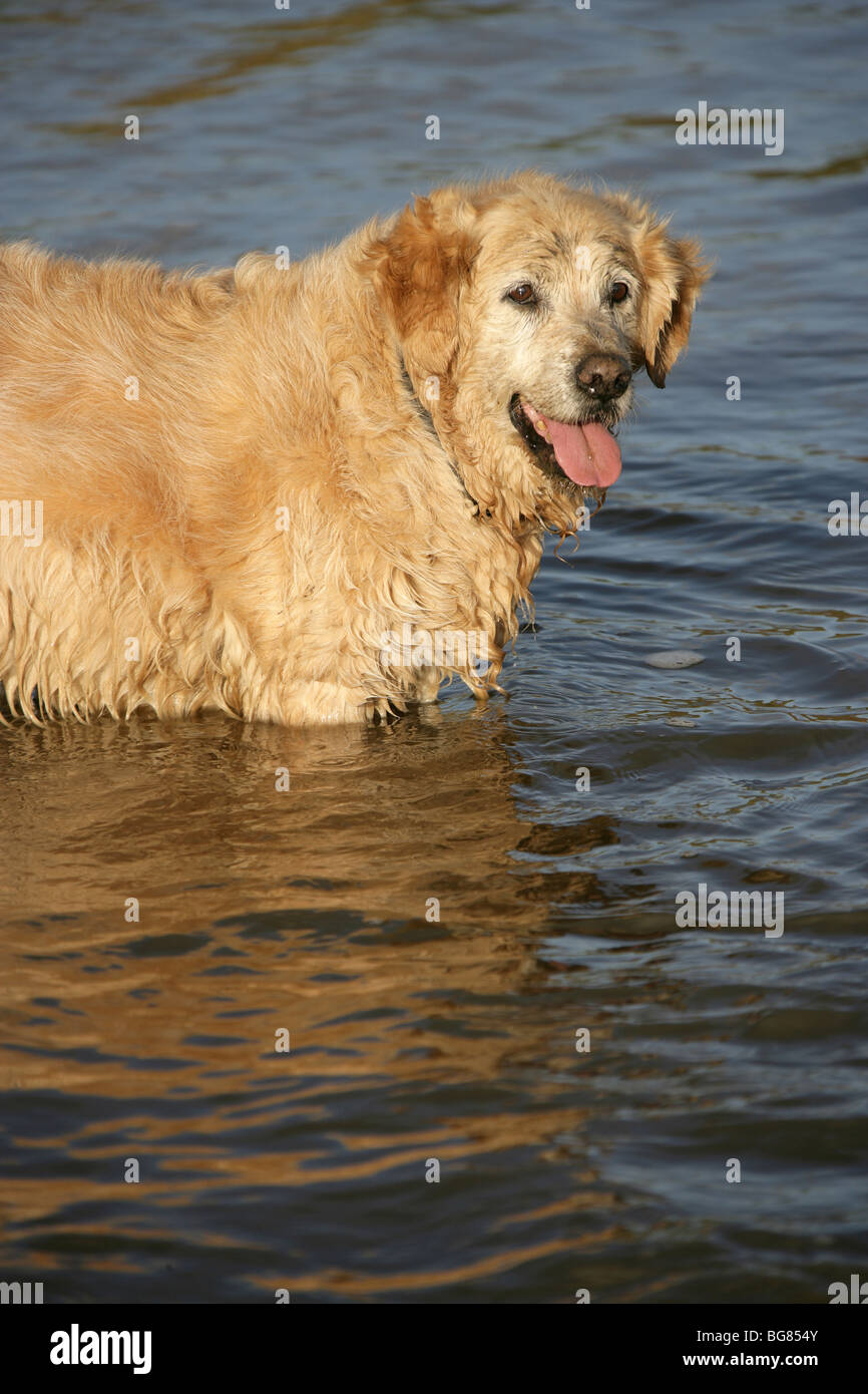 A Golden Retriever standing panting in a stream Stock Photo - Alamy