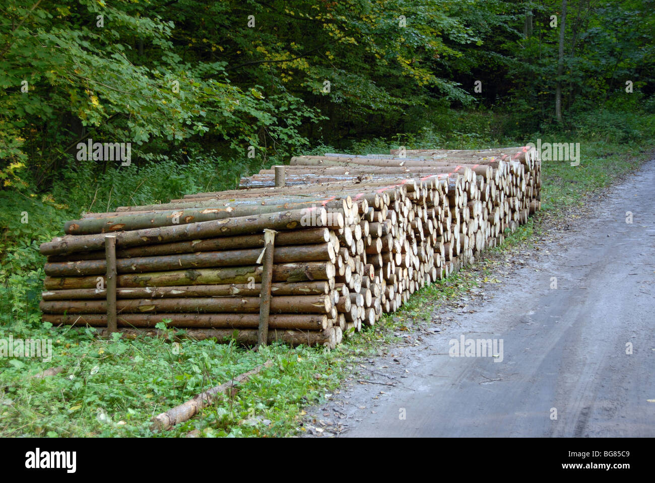 a lot of pile of wood in forest Stock Photo - Alamy