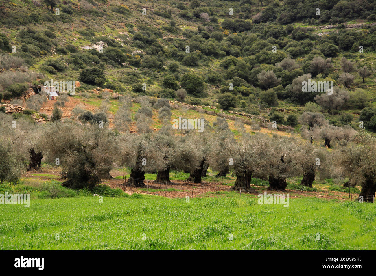 Israel, Lower Galilee, an Olive grove at the foothill of Mount Atzmon ...