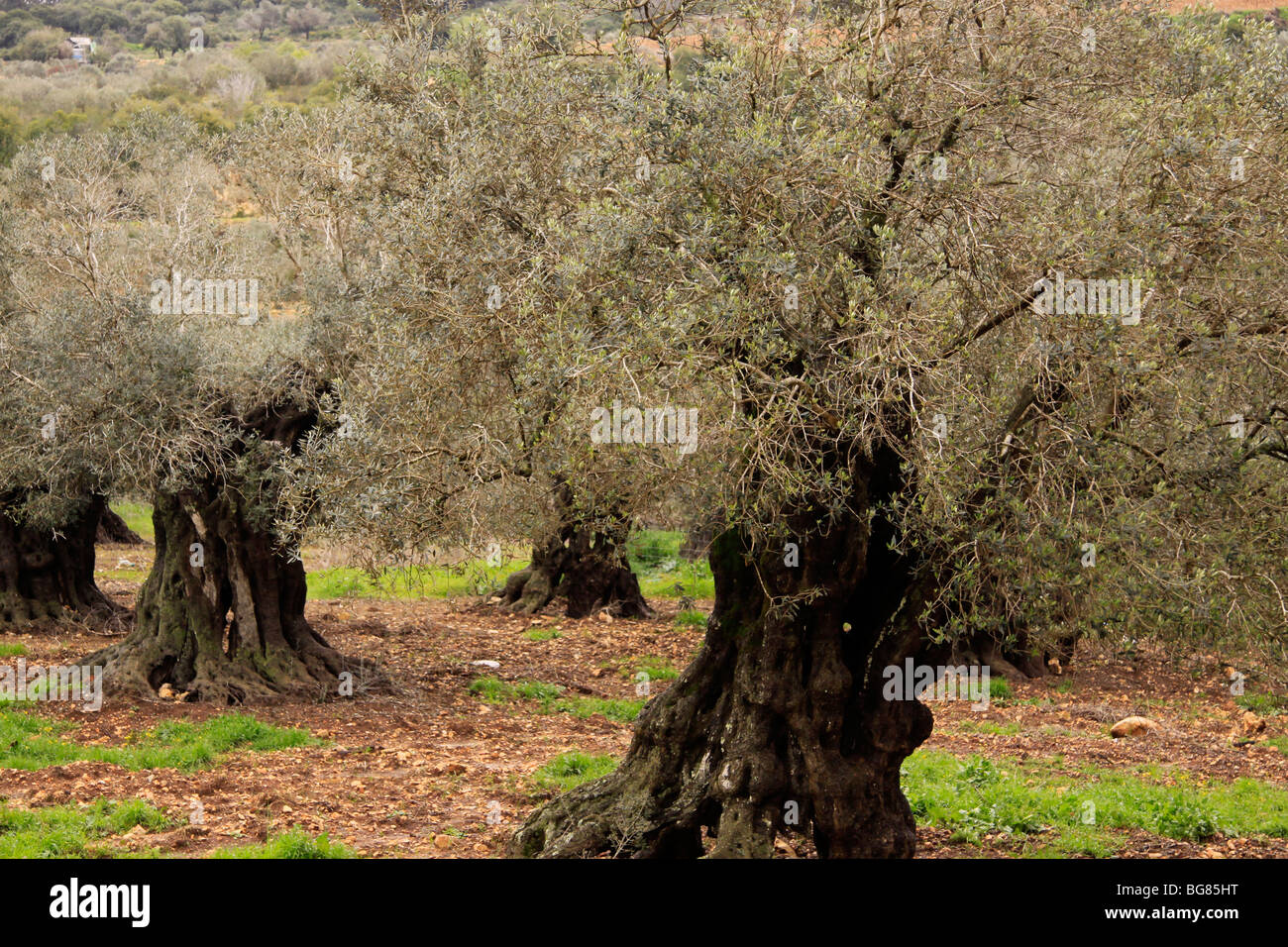 Mount grove hi-res stock photography and images - Alamy