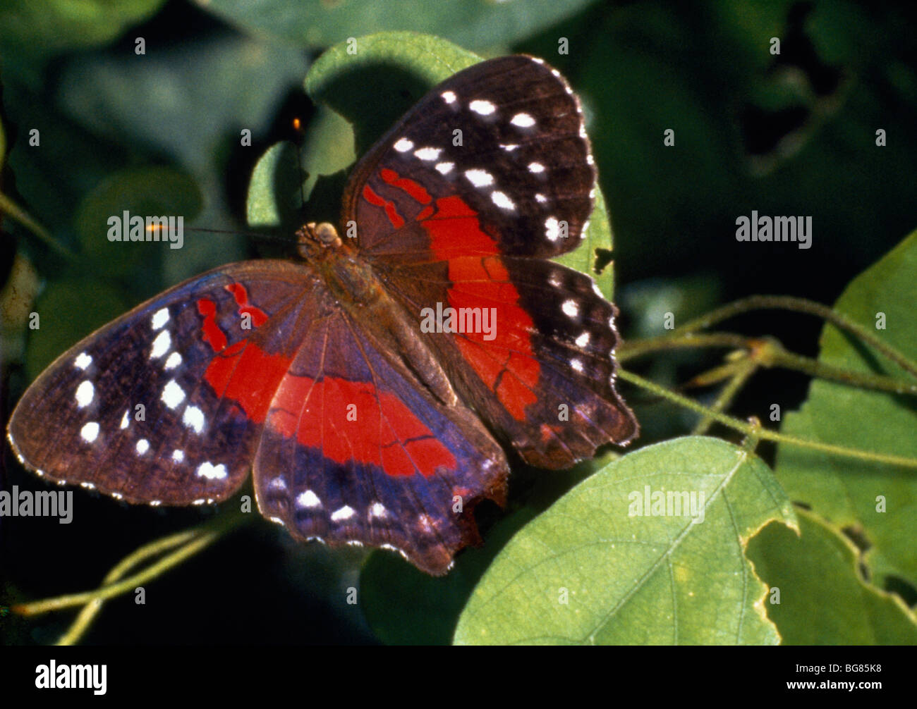 Red and spotted Butterfly Stock Photo - Alamy