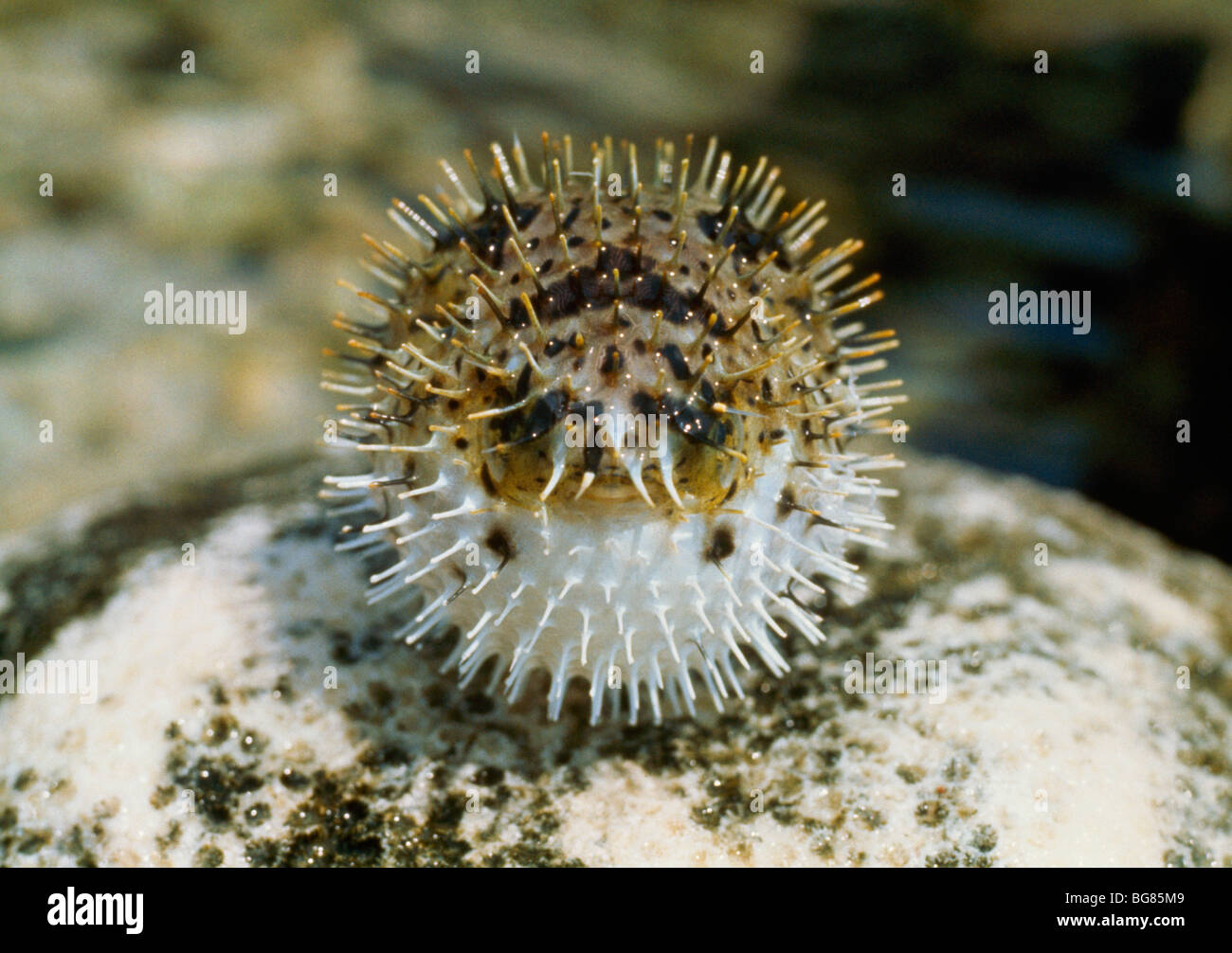 All puffed out Stock Photo - Alamy