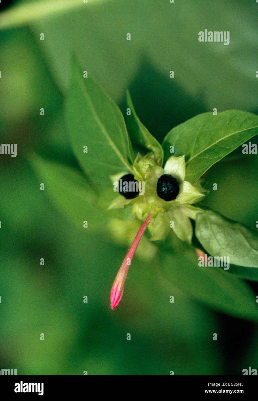 Unblossomed flower hi-res stock photography and images - Alamy