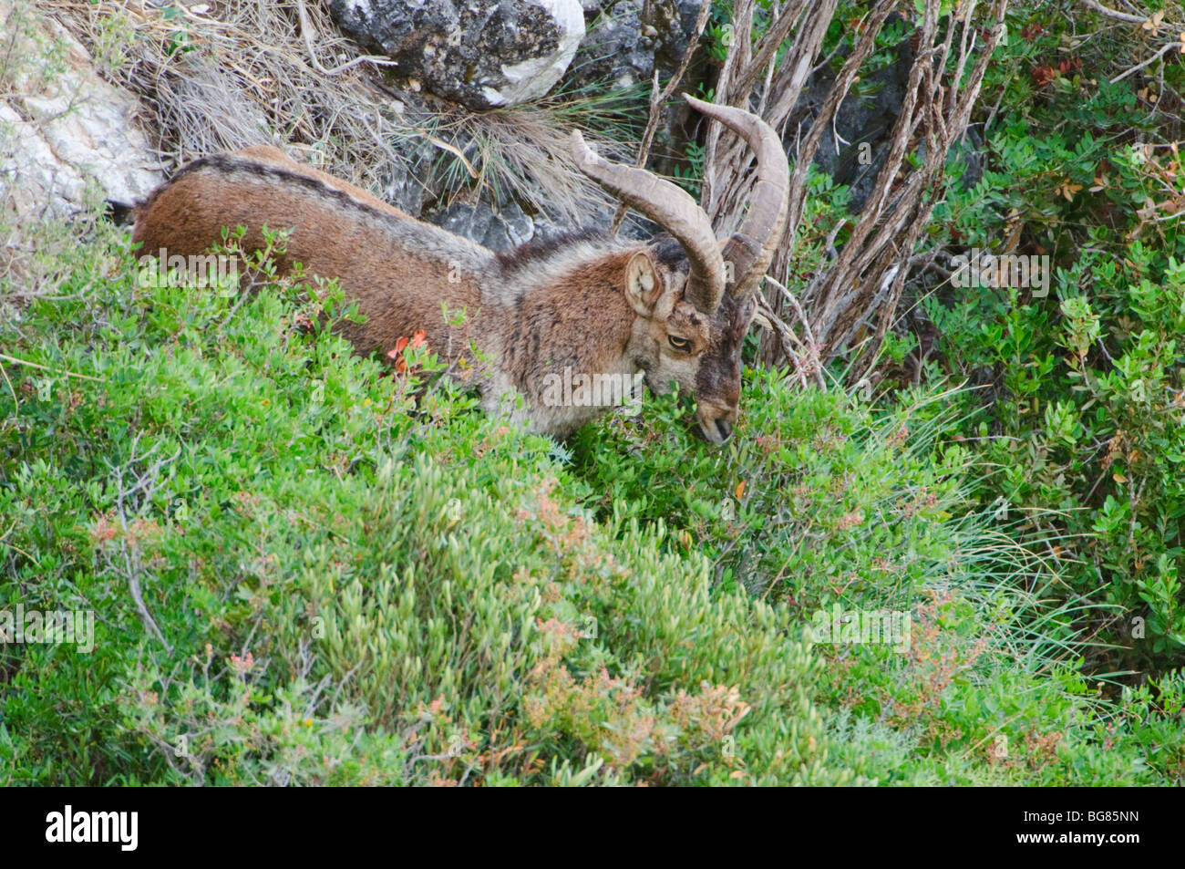 Spanish Ibex (Capra pyrenaica) in the maritime cliffs of Maro-Cerro ...