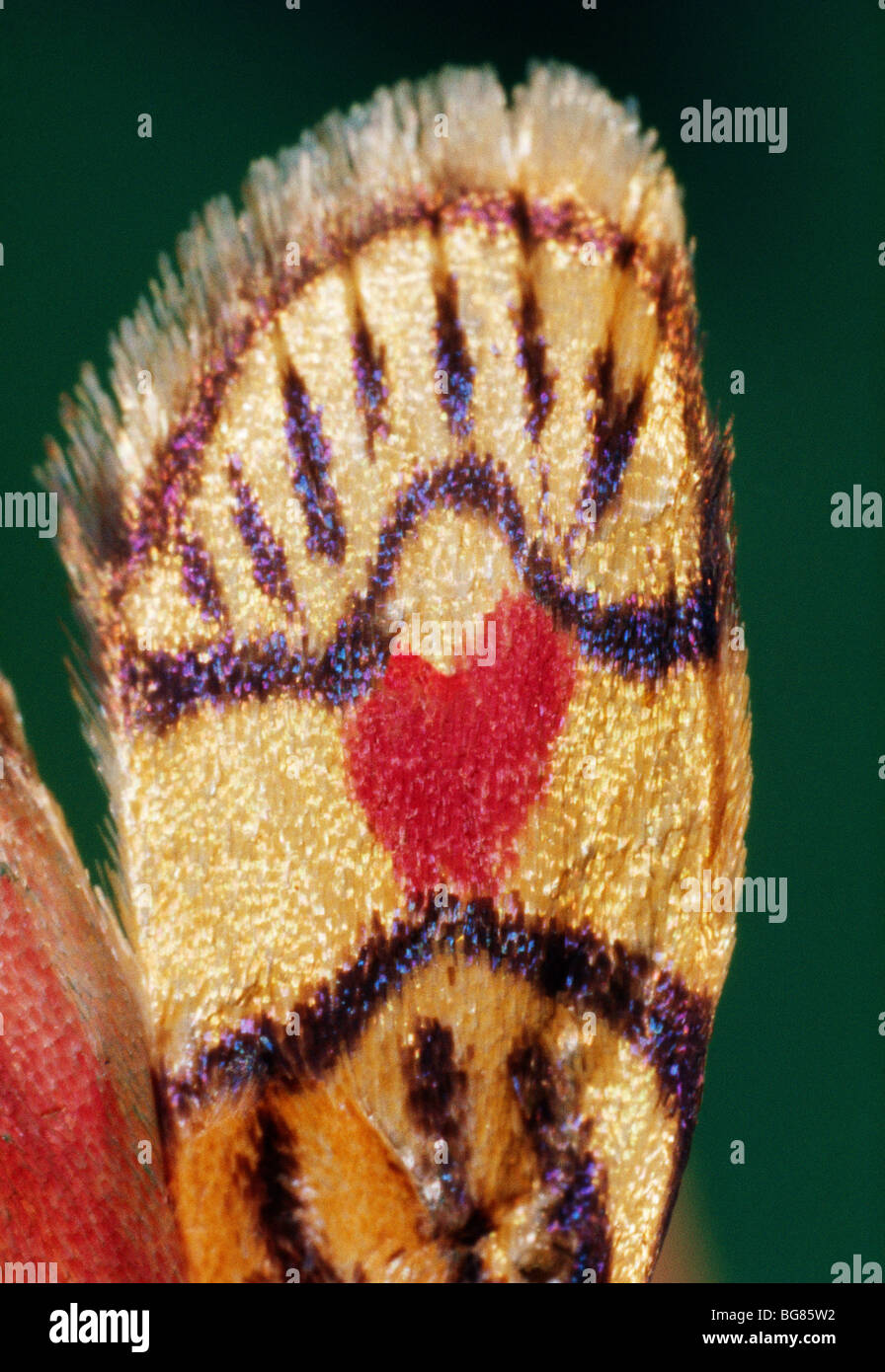 A heart pattern on the wing of a butterfly Stock Photo - Alamy