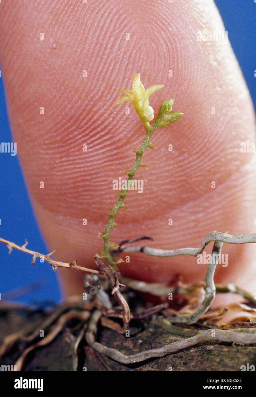 Tiny Flower against a finger Stock Photo - Alamy