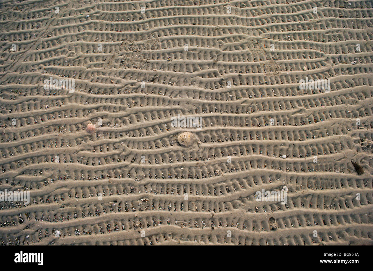 Patterns on the beach with sand dollars Stock Photo - Alamy