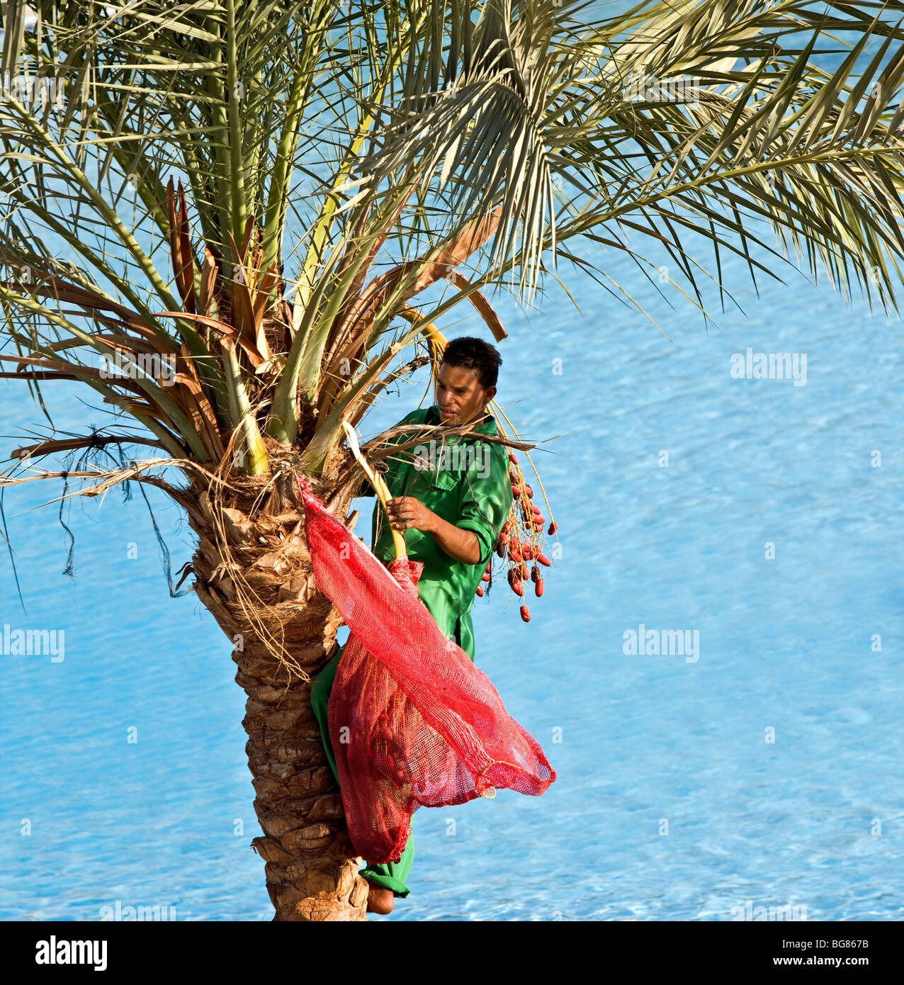 Black man reap crop of dates on palm tree.Tourism Asia Stock Photo - Alamy