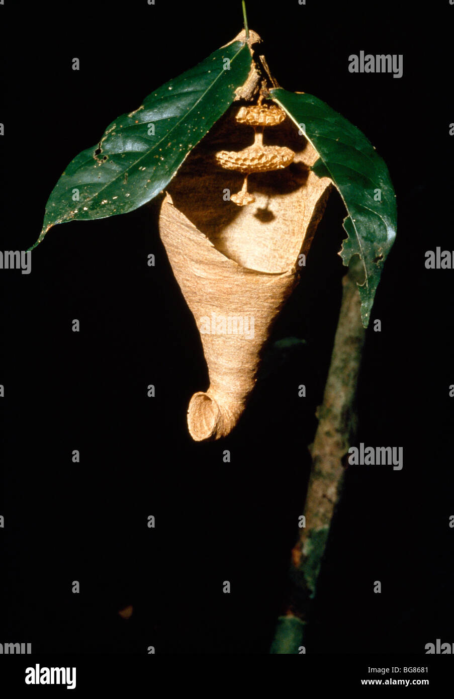 Empty Wasp Nest Stock Photo - Alamy