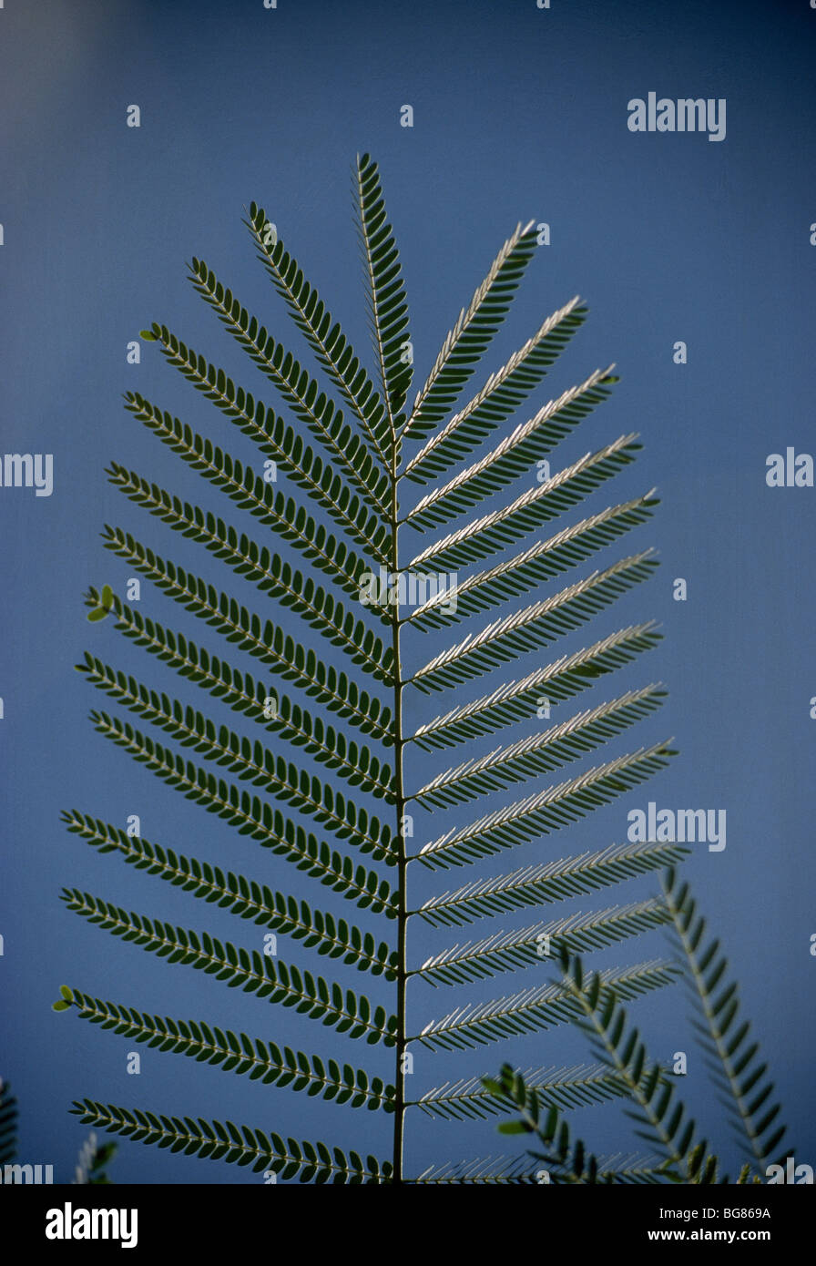 Fan fern hi-res stock photography and images - Alamy