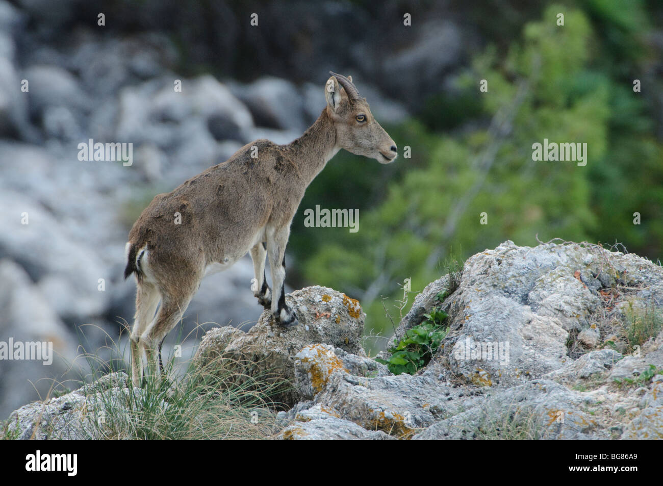Spanish Ibex (Capra pyrenaica) in the maritime cliffs of Maro-Cerro ...
