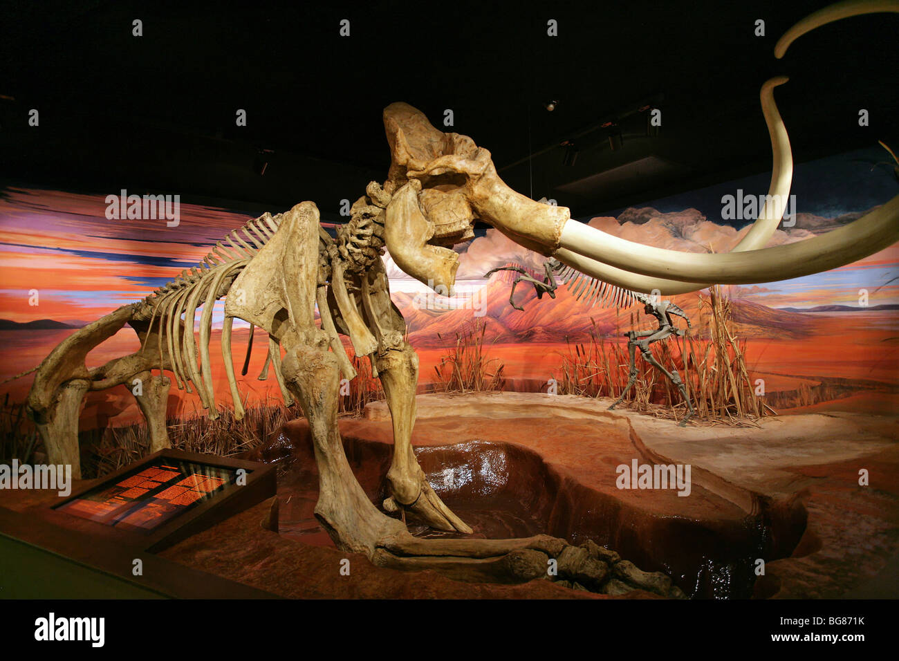 Mammoth display at the Nevada State Museum, Carson City, Nevada Stock ...