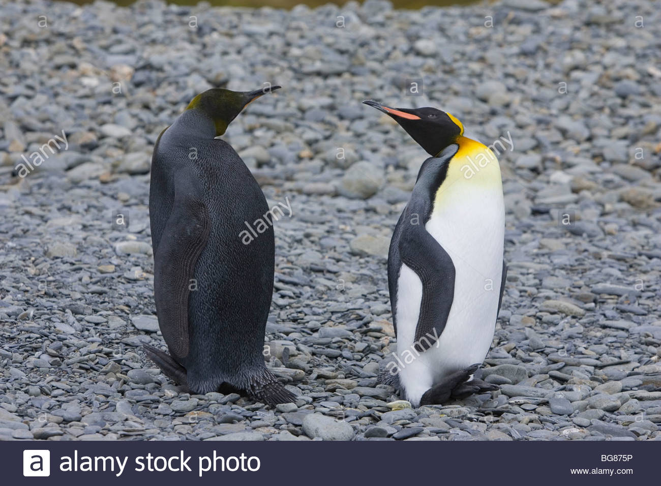 Melanistic Stock Photos & Melanistic Stock Images - Alamy