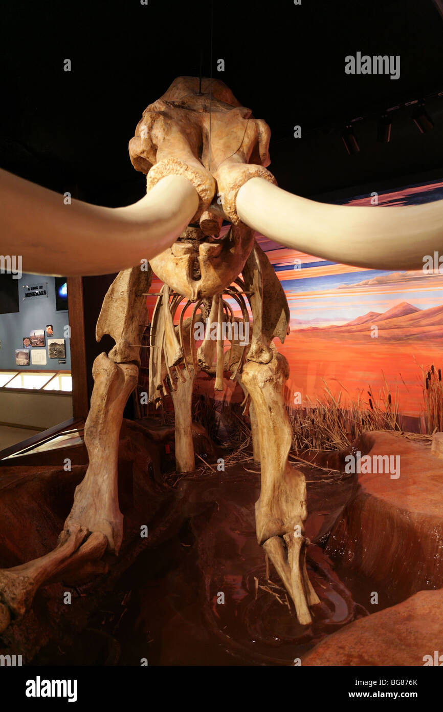Mammoth display at the Nevada State Museum, Carson City, Nevada Stock ...