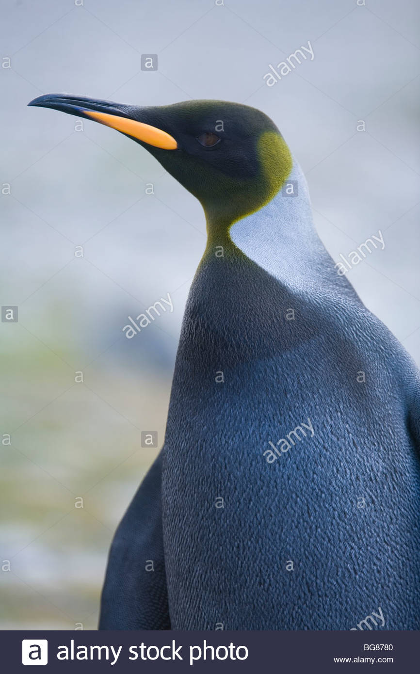 Melanistic Penguin Stock Photos & Melanistic Penguin Stock Images - Alamy