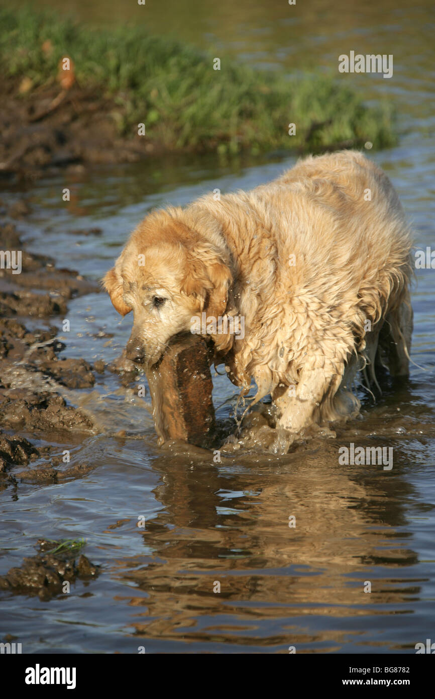 Golden retriever playing fetch in river hi-res stock photography and ...