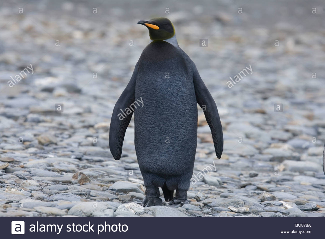 Melanistic Penguin Stock Photos & Melanistic Penguin Stock Images - Alamy